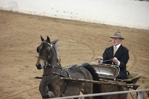 Home | The Saddle Horse Report